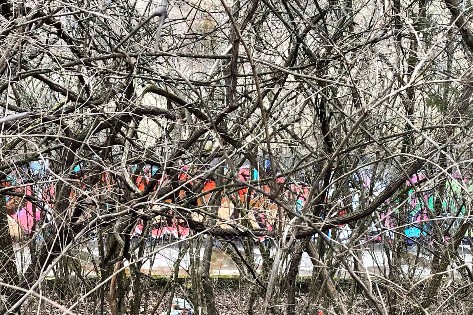 Picture of the Week: Graffiti and Winter Underbrush