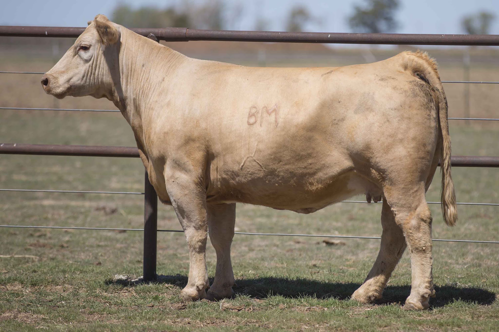 RCC Blog: 3C - Classic Cattle Company