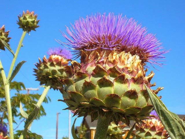 HOW TO GROW THE CARDOON FROM SEED |The Garden of Eaden