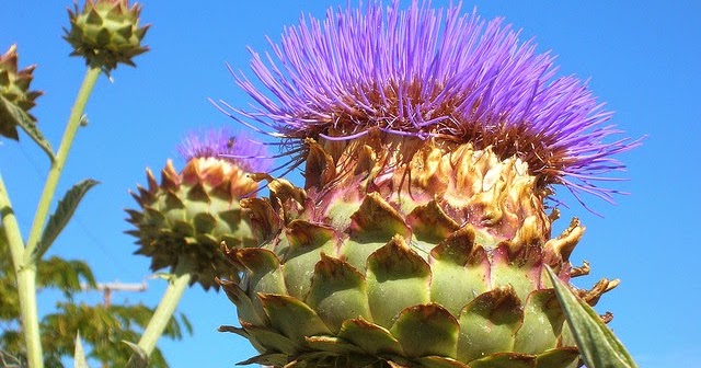 HOW TO GROW THE CARDOON FROM SEED |The Garden of Eaden
