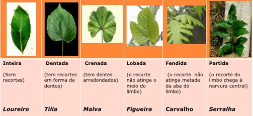 a tricolina biologa: organografia