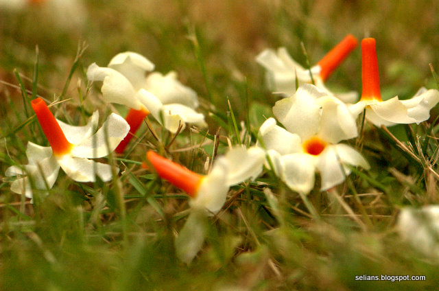 Meenus Poems : Pavala malli --- Haiku.