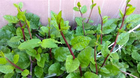 Alugbati Cultivation Guide: All You Need to Know in Planting, Growing ...