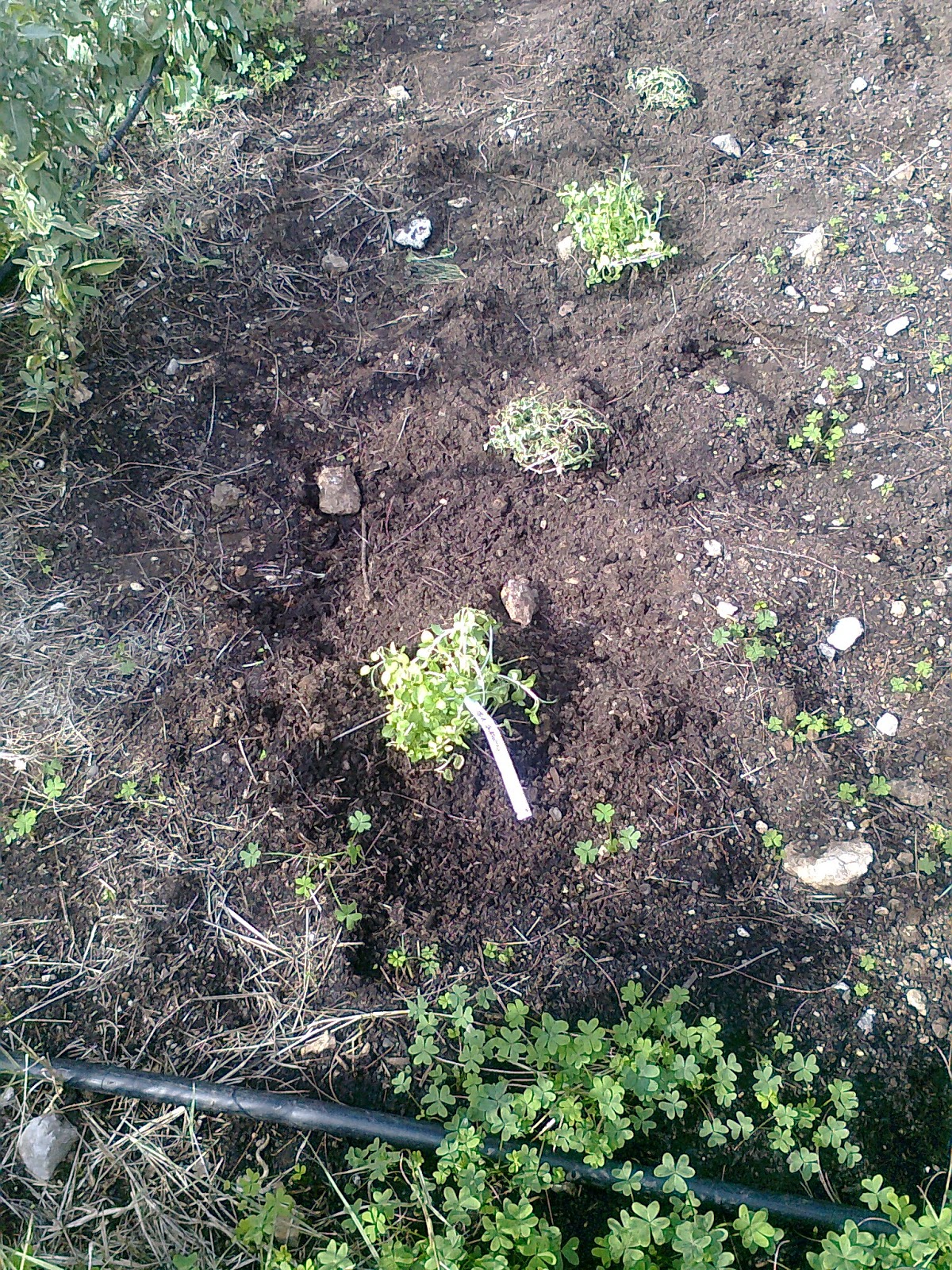 ΣΧΟΛΙΚΟΙ ΛΑΧΑΝΟΚΗΠΟΙ : ΟΙ ΚΗΠΟΙ ΤΩΝ ΣΧΟΛΕΙΩΝ ΤΗΣ Δ/ΣΗΣ Β/ΘΜΙΑΣ ΕΚΠ/ΣΗΣ ...