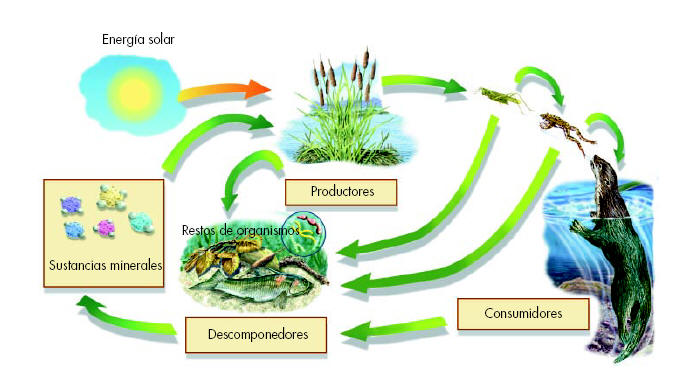 Flujo de Materia y Energia, y Ciclo del Carbono | Educación para el ...