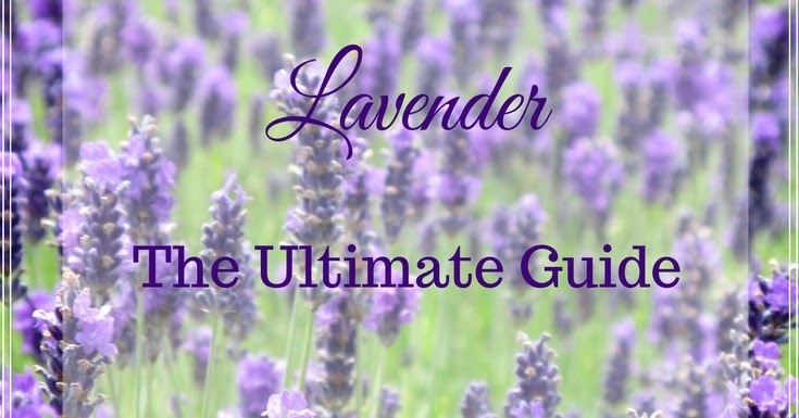 Lavender--The Ultimate Guide