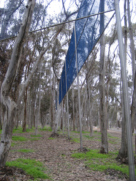 SCA-LARC: Two Running Violet V Forms