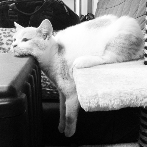 Tired Cat in Meditation - OMG ! NiceOne