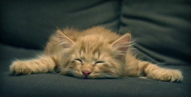 Shawkl Designs: Whew...no wonder I'm tired!