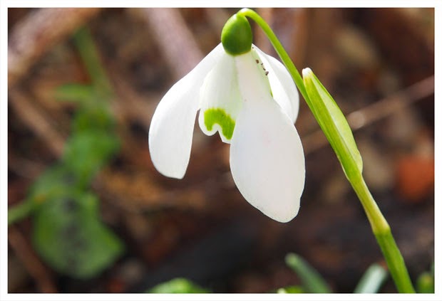 Winter White and Snowdrops - Grownupglamour