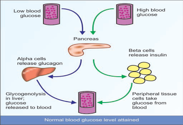 BLOOD SUGAR HOMEOSTASIS - free medical notes
