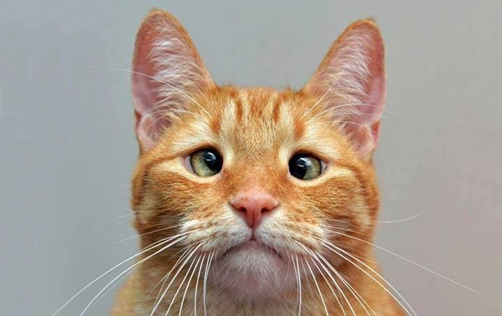 El gato bizco que nadie quiere adoptar. | Sitio Curioso