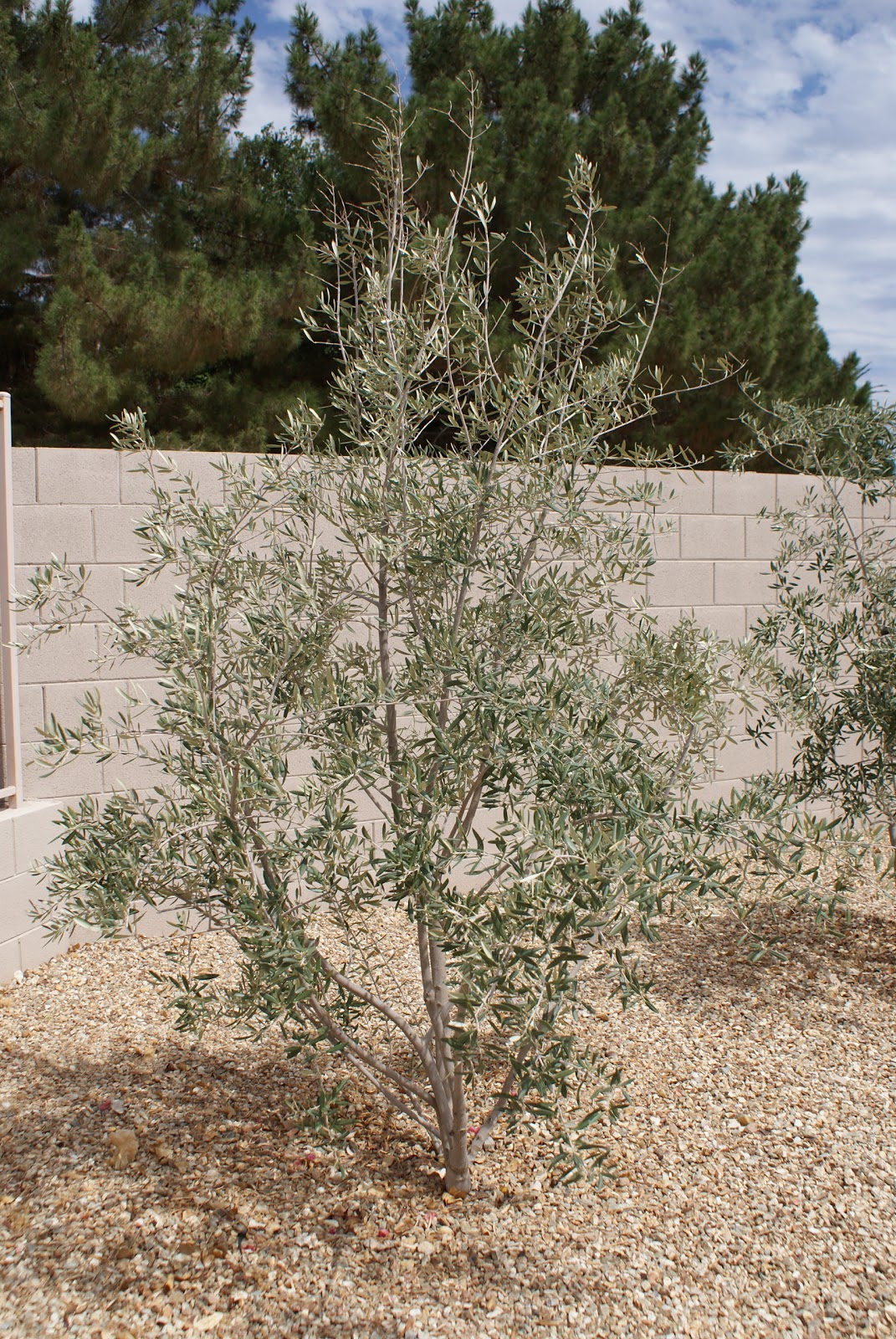 Day By Day: Palms and Olives