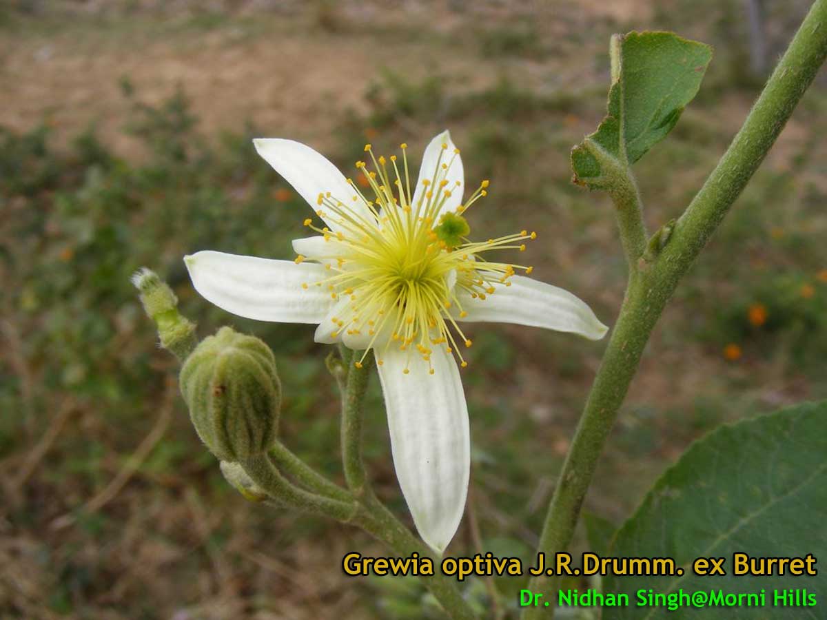 Medicinal Plants: Grewia optiva, dhanvanah, Beul