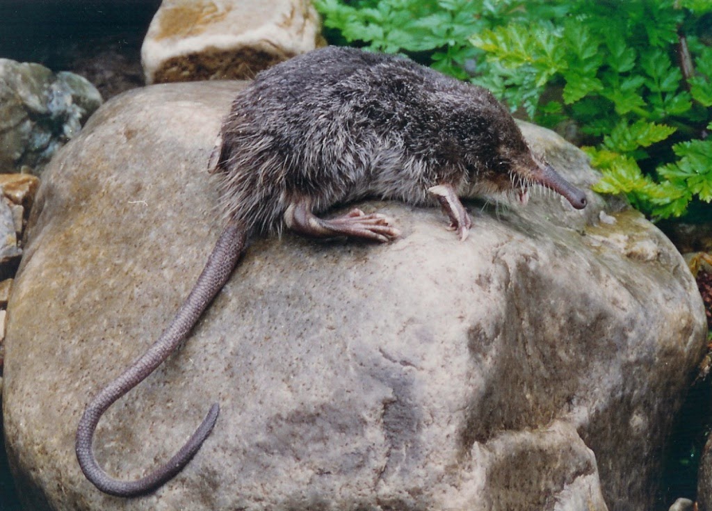 El blog de "Acebedo": El desmán ibérico, un "extraño y escaso mamífero ...