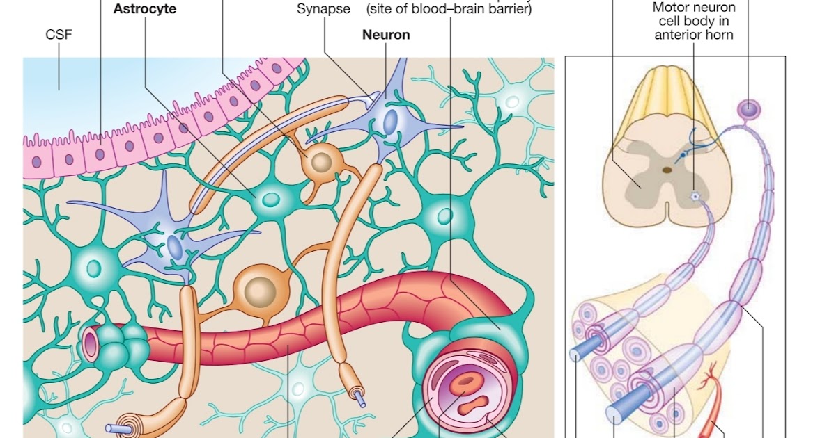 What are the cells of the nervous system?