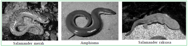 Amfibi (Amphibi) | Pengertian, Klasifikasi, Reproduksi, dan Contoh ...