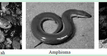 Amfibi (Amphibi) | Pengertian, Klasifikasi, Reproduksi, dan Contoh ...