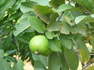Guava(Jamfal) Fruit Photos Download