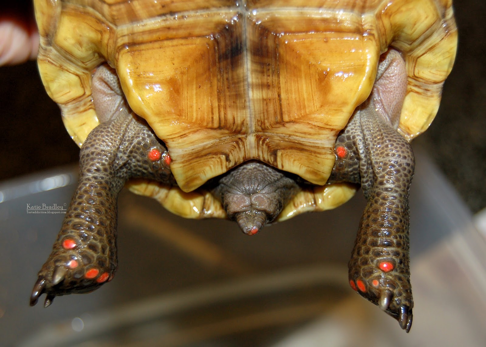 Tortaddiction: ...a redfoot?! Oh my!
