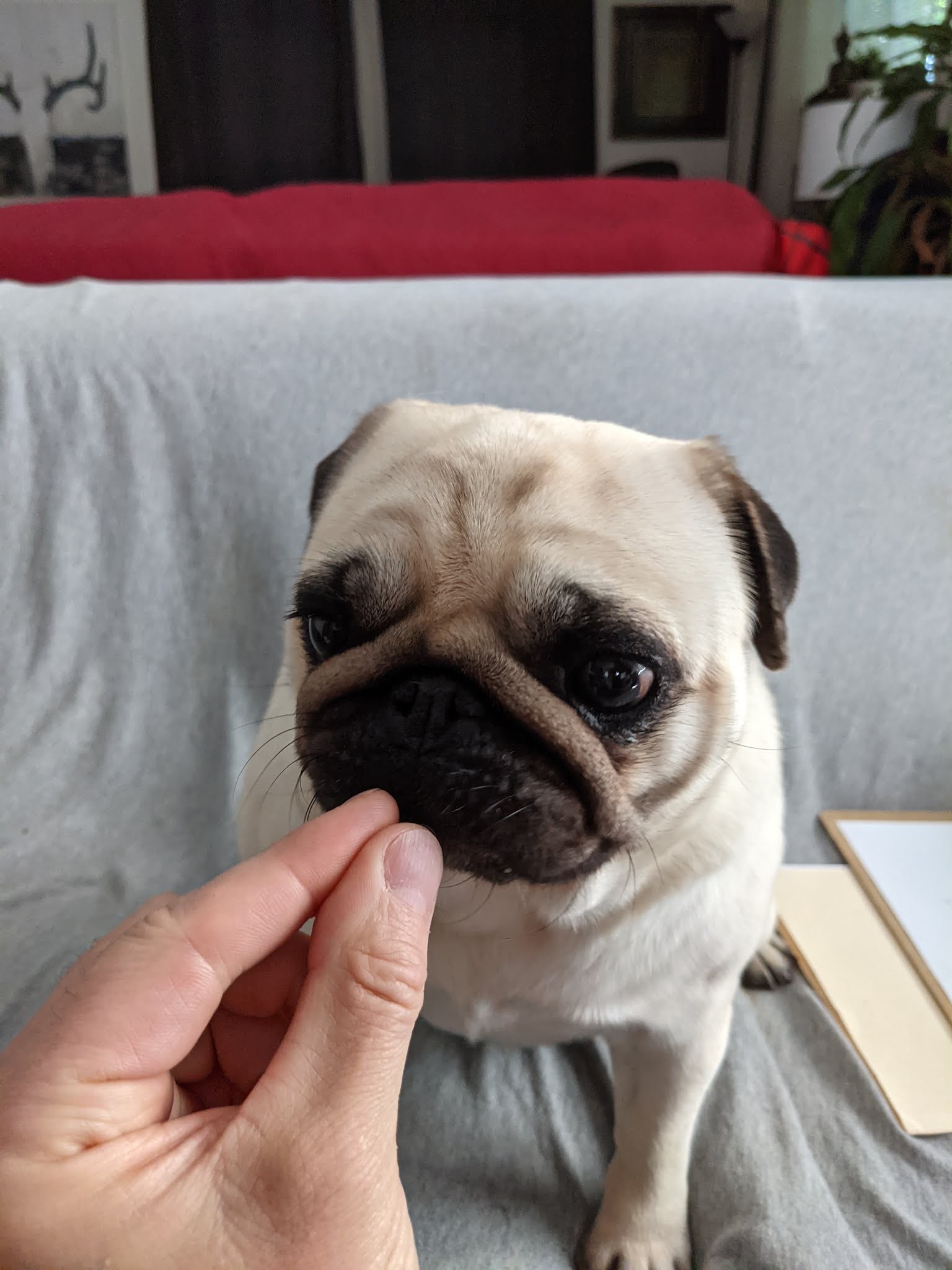 How Old Is Faze Rugs Dog Bosley