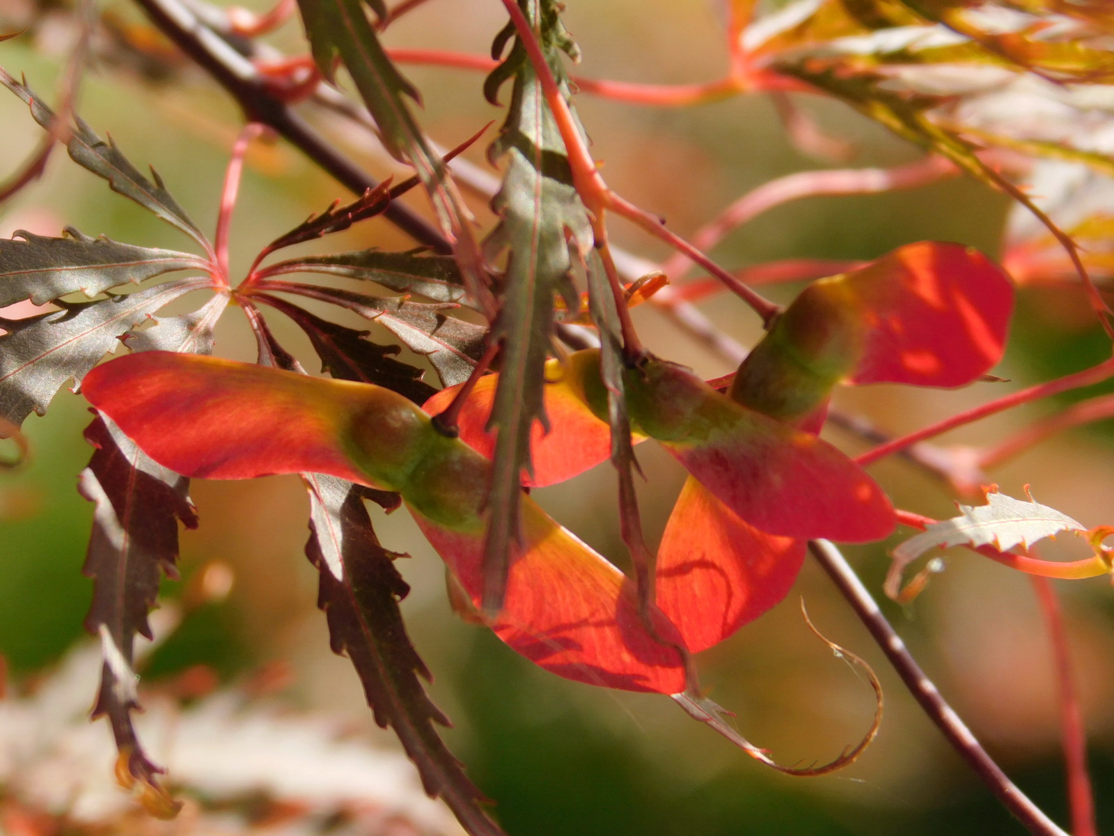 LA MULTI ANI, ROMANIA!: Fructe de artar japonez