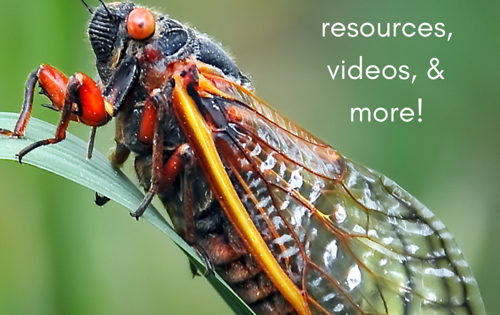 Cicada Shells, Teaching About Cicadas, & Cicada Resources! | Turtle ...