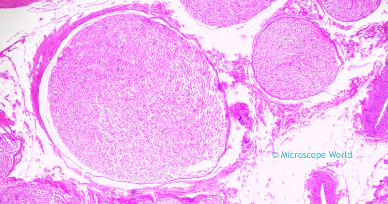 Arteries Veins And Capillaries Microscope