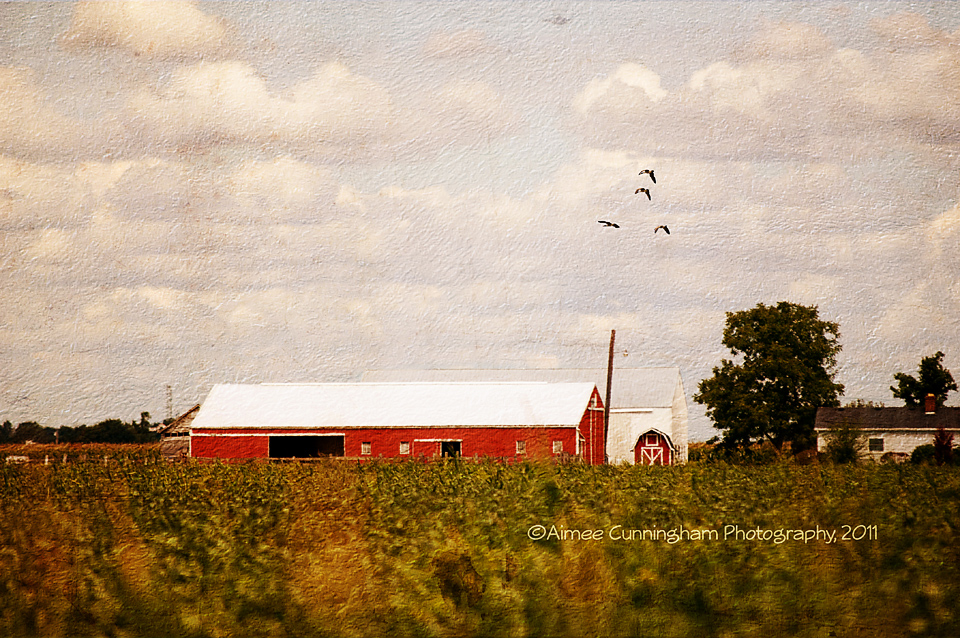 Aimee Cunningham Photography: Rural Art