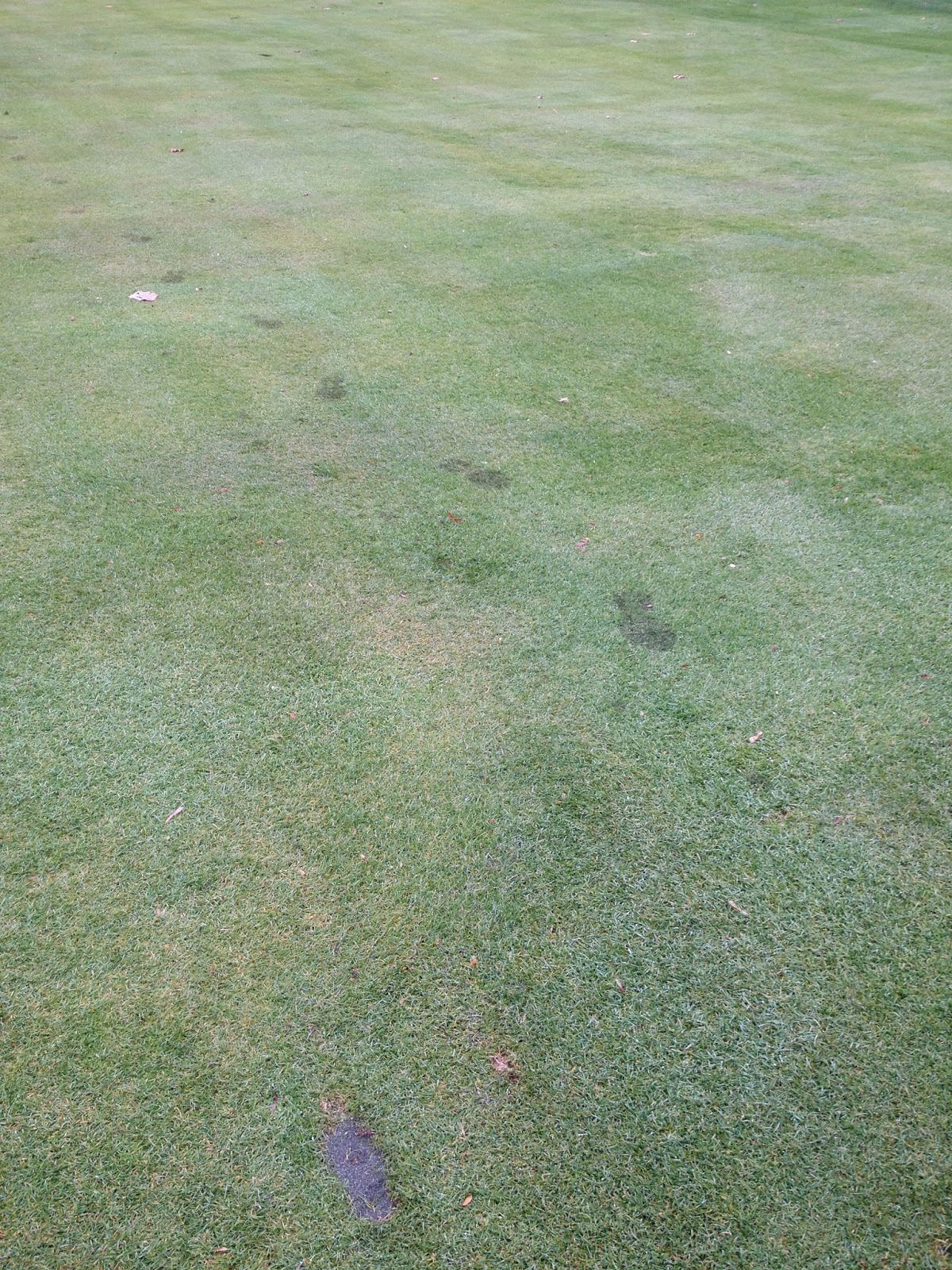 Bellevue Grounds: Frost Damage To Turf.