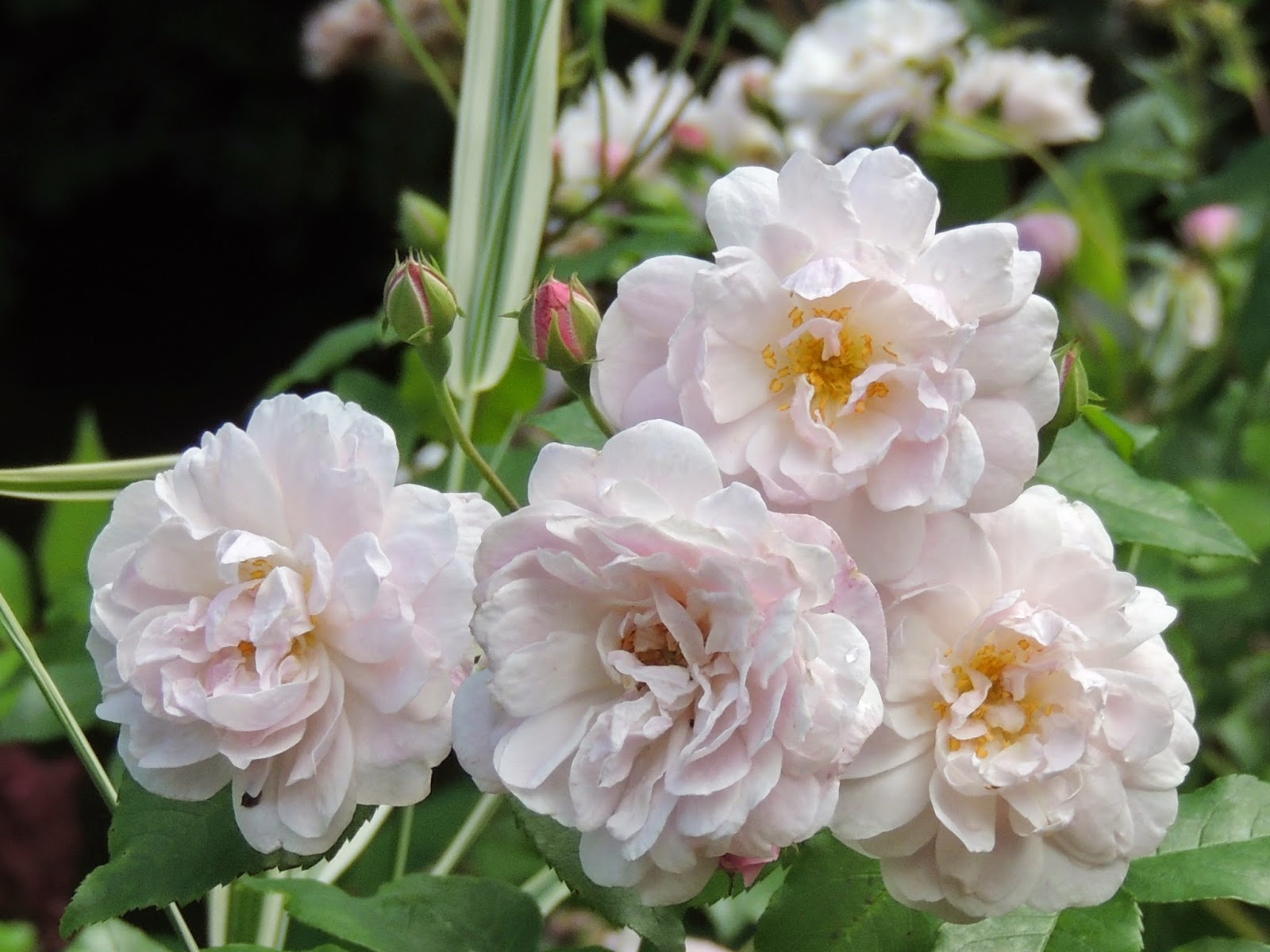 IL ETAIT UN PETIT JARD'AIN ...: SI LA ROSE M'ETAIT CONTEE