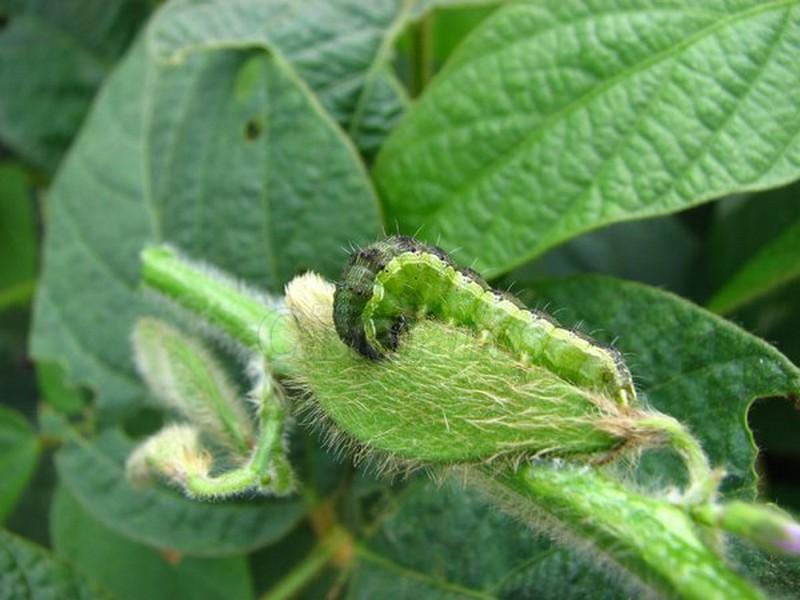 FITOSOFIA: HELIOTHIS VIRESCENS