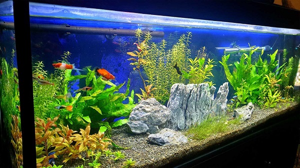 How to setup planted community fish tank at a low budget?