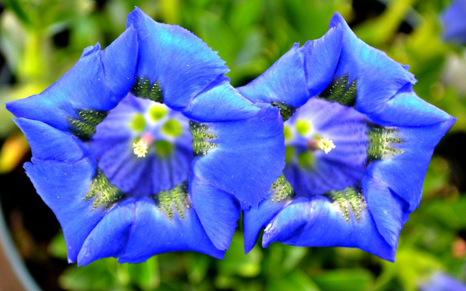 The Outlaw Gardener: A Quickie