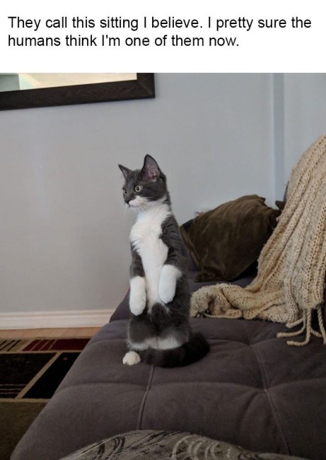 20 Cat Memes To Make You Laugh Until You Cry