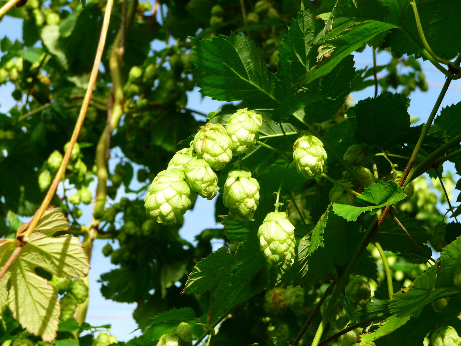 Ed's Beer Site: How to breed new hop varieties