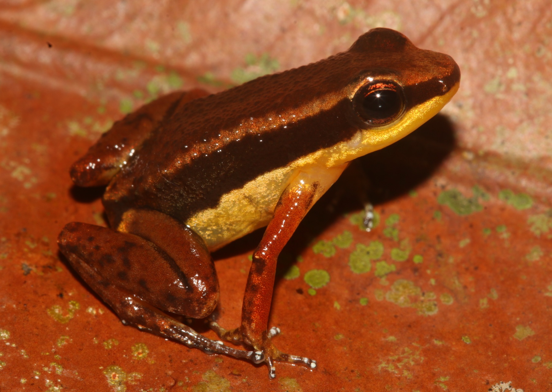 Species New to Science: [Herpetology • 2021] Allobates sieggreenae • A ...