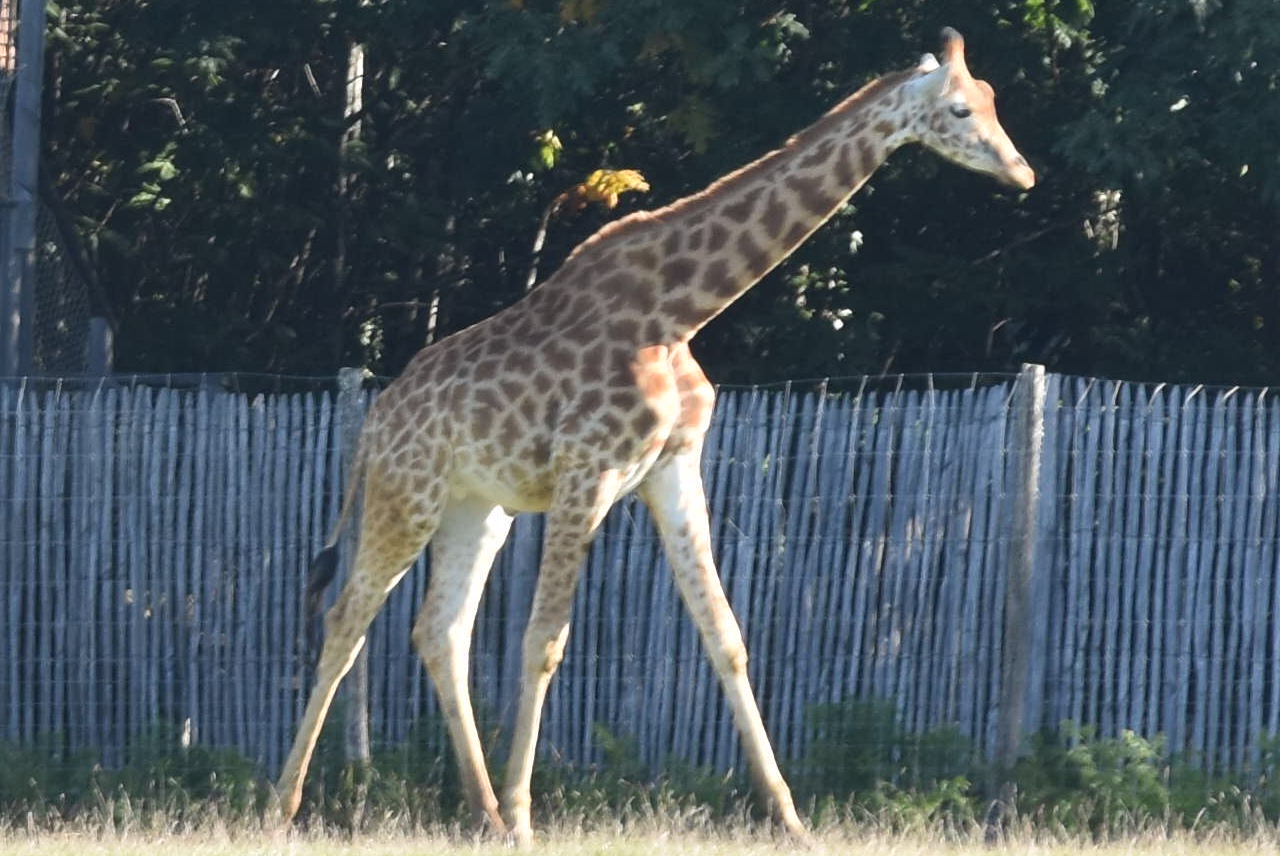 ZOOTOGRAFIANDO (6.100 ANIMALS): JIRAFA / GIRAFFE (Giraffa camelopardalis)