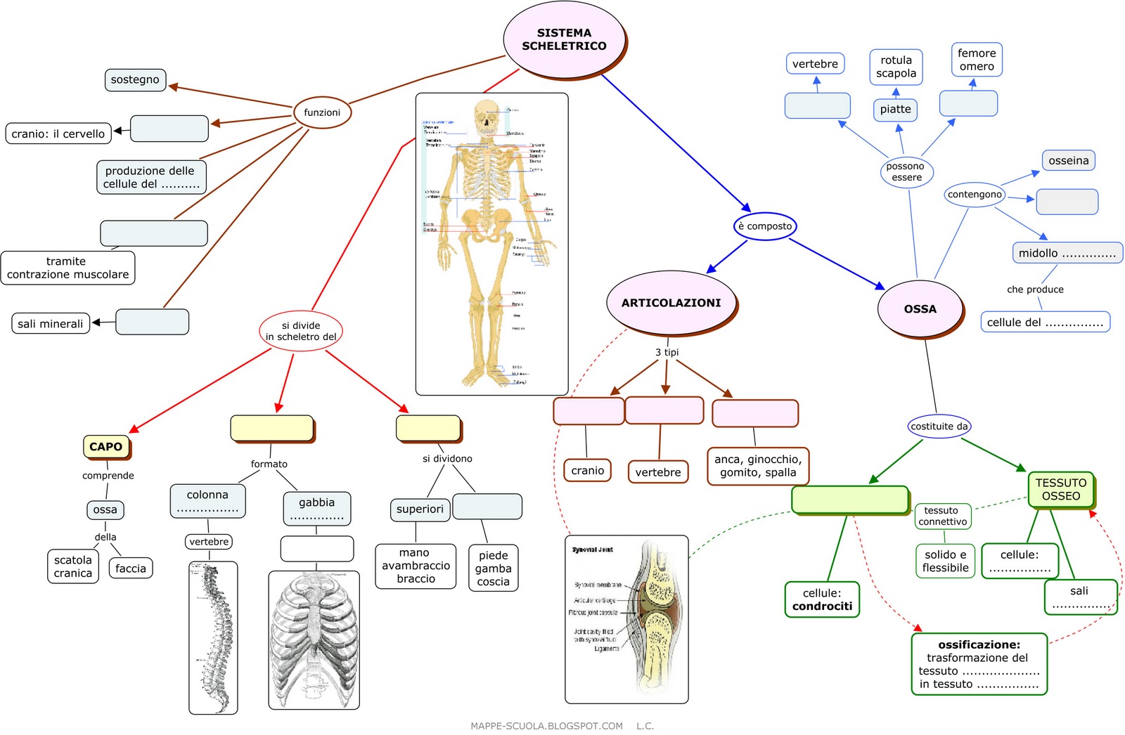 Immagini Apparato Scheletrico