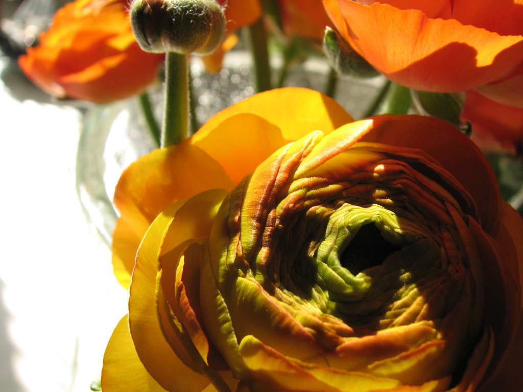 Doug's photo site: Orange Ranunculus