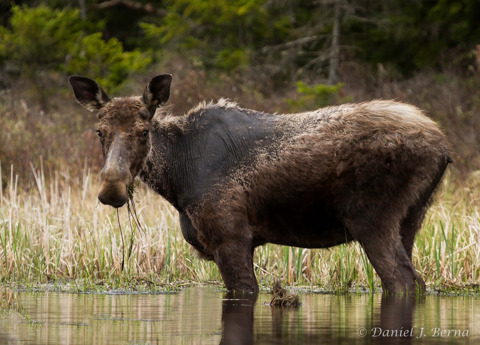 Daniel Berna Photography: 2013