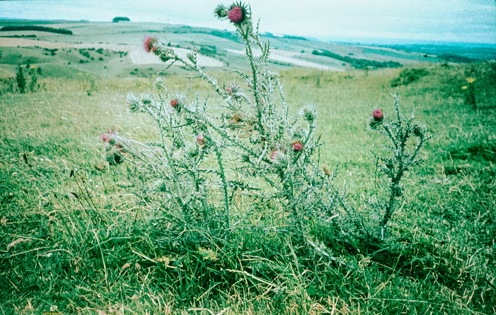 DIY Delver : Experimental color reversal (partially successful) without ...