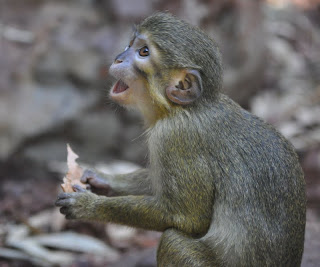 ZOOTOGRAFIANDO (6.100 ANIMALS): TALAPOIN NORTEÑO / NORTHERN TALAPOIN ...