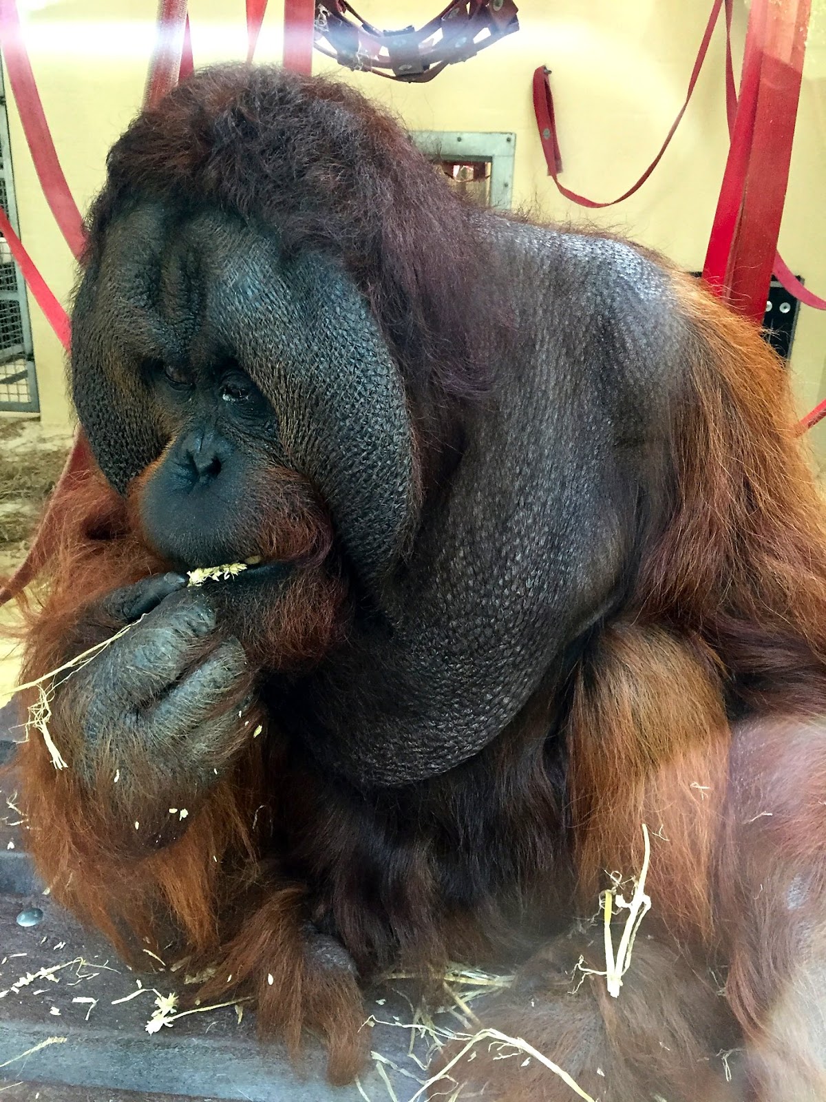 Kathy's Waffle: Thanks, Chimps and Orange People