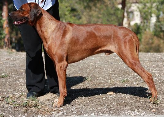 Rhodesian Ridgeback en España: ESTANDAR DEL RHODESIAN RIDGEBACK