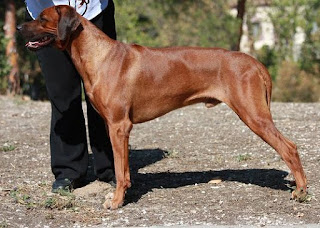 Rhodesian Ridgeback en España: ESTANDAR DEL RHODESIAN RIDGEBACK