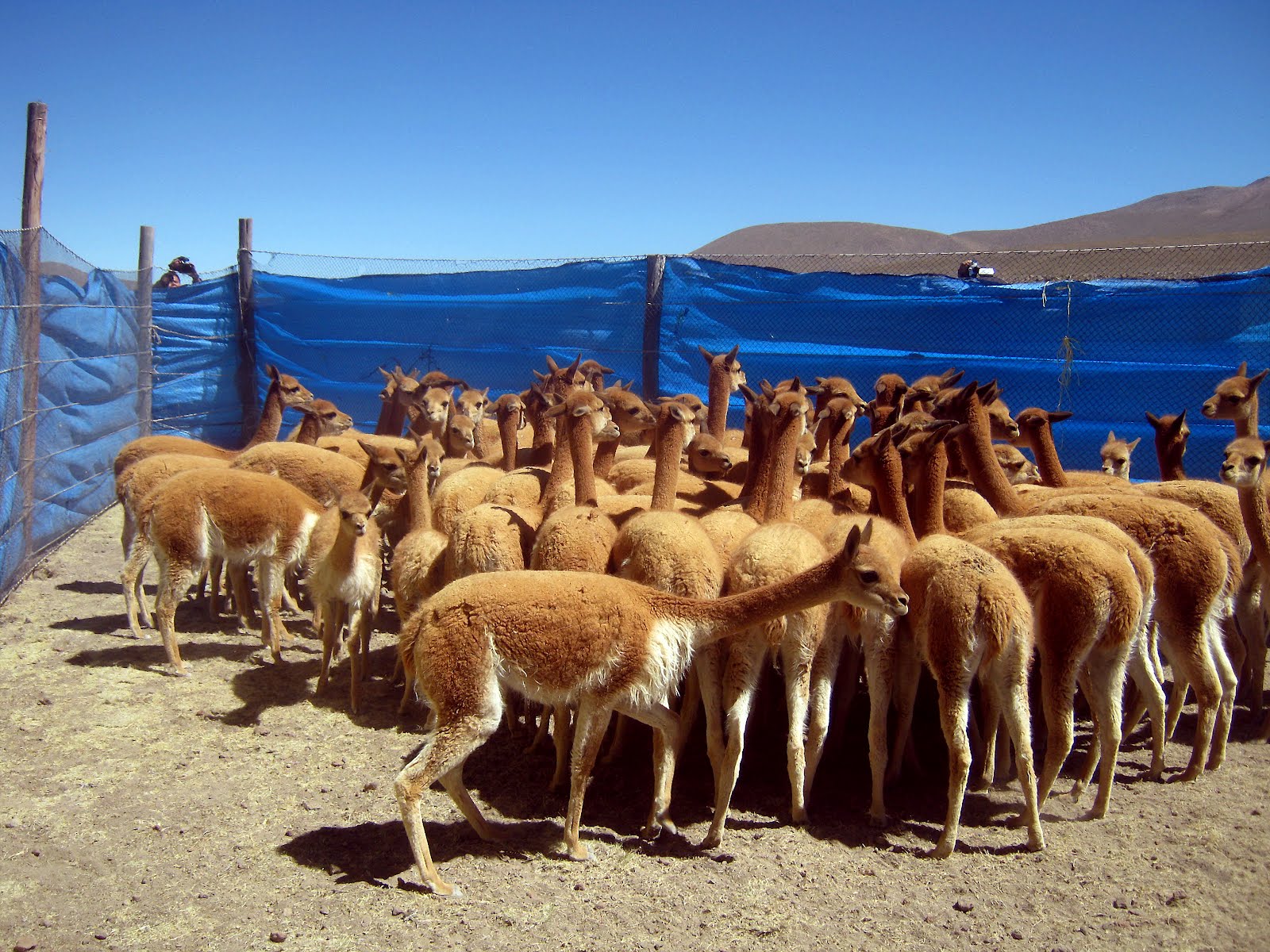 Colca Canyon Peru: Traditional capture of Vicuñas (Chacu) was performed ...