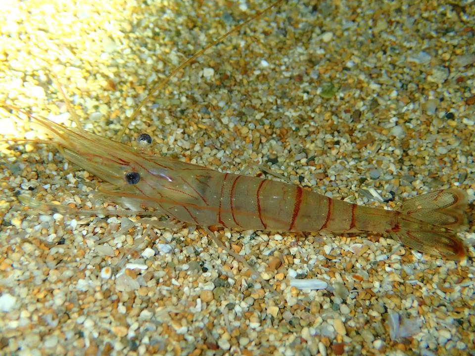 Biodiversity of Cyprus by NGO Protection of the Natural Heritage and ...