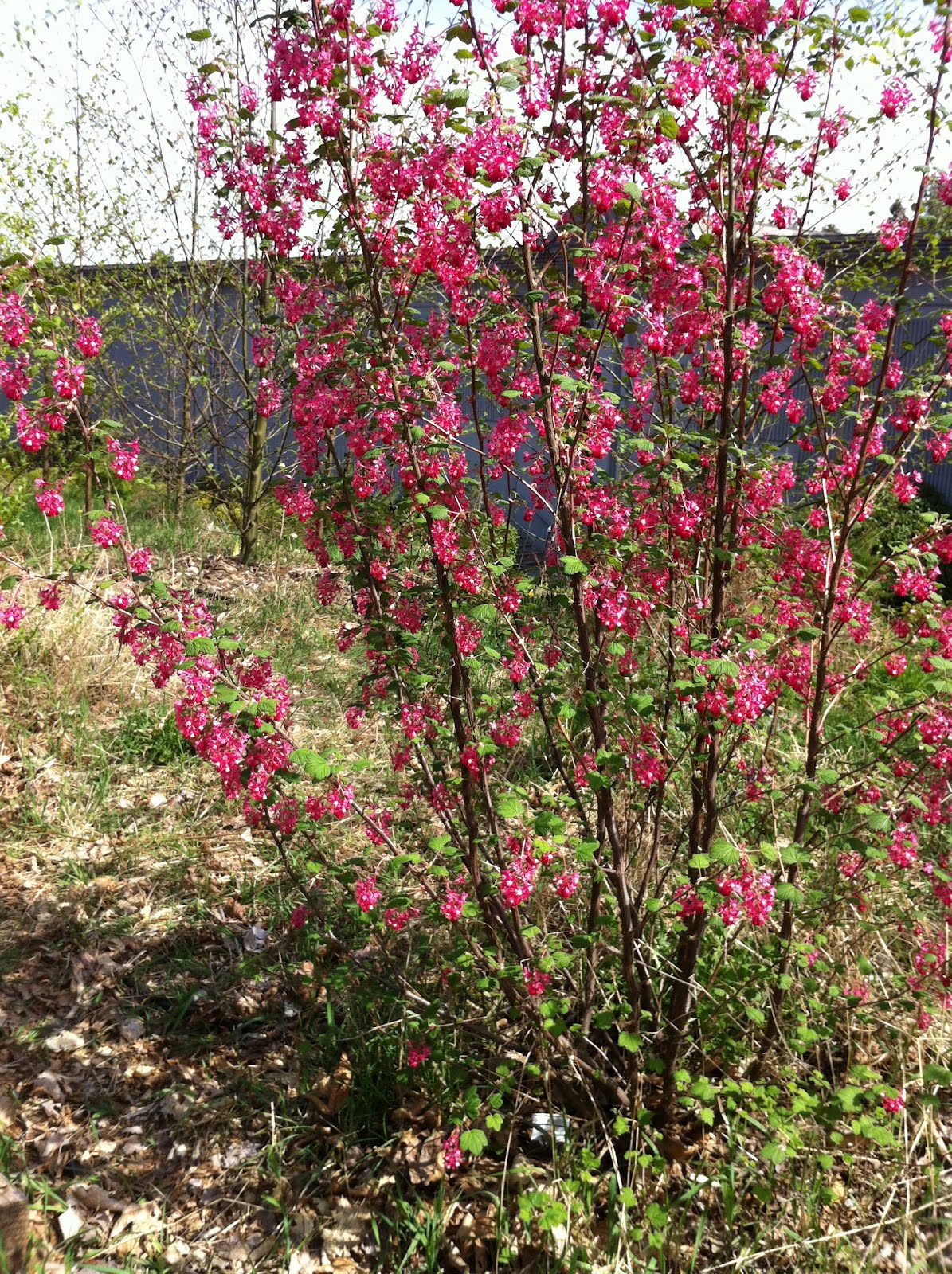 Beware of the Rug: "Berry picker, pie maker" park bench
