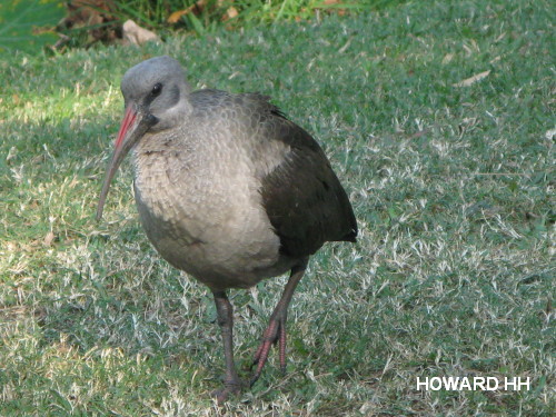 Howard the African Hadeda: Howard Hadeda Welcome